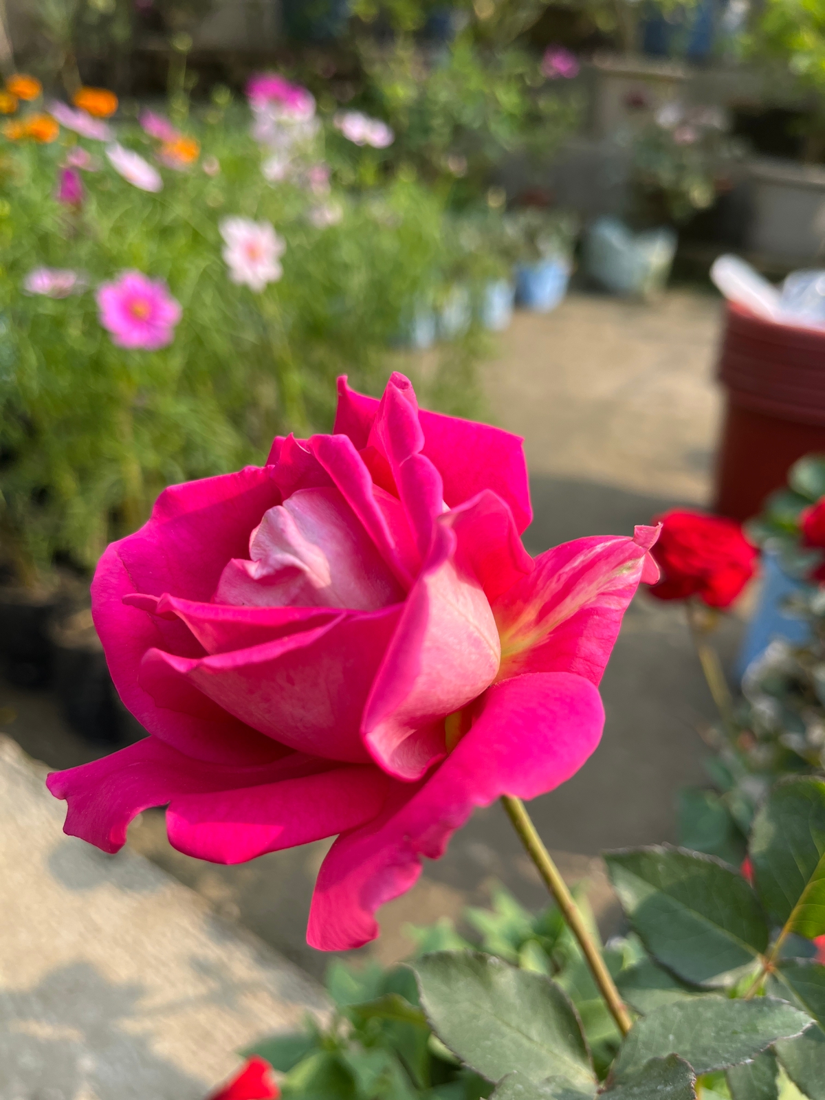Home newplantsdeliver 